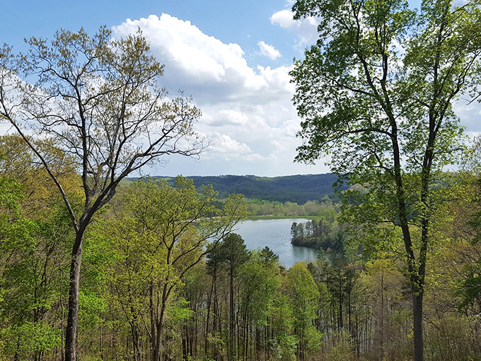 Nature's balcony view: where trees part like curtains to reveal Lake Hope's sparkling stage below.