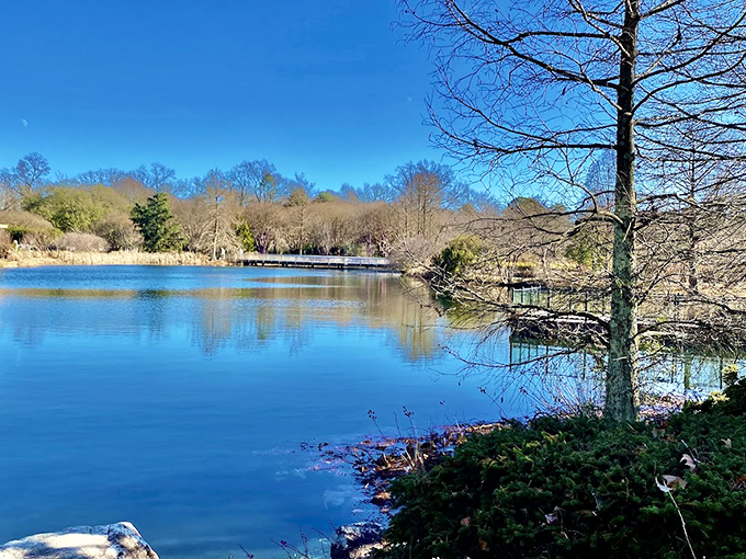 Winter reveals the garden's bones—a serene lake view where even bare branches contribute to the quiet drama of the landscape.