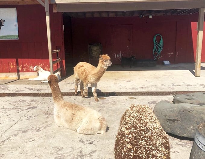 These alpacas aren't just adorable residents—they're unofficial greeters who've mastered the art of making city folks realize what they're missing in their urban lives.