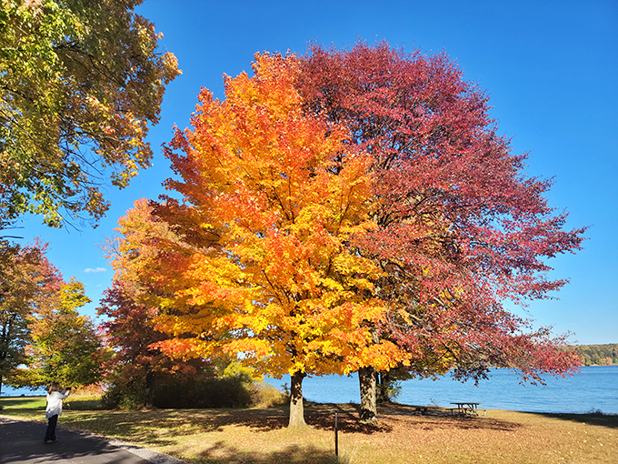 Fall's fashion show in full swing – these majestic maples dressed in their autumn best make even the most exclusive runway collections look drab by comparison.