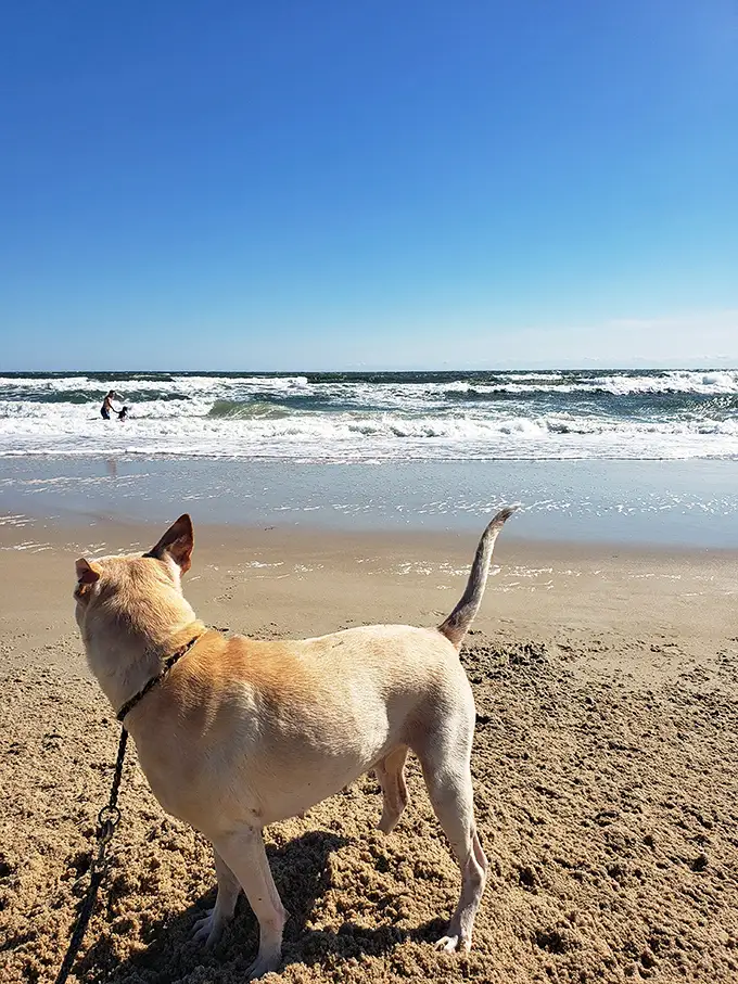 Dogs don't just love Freeman Park—they become philosophers here, contemplating the eternal question: "To chase wave or not to chase wave?"