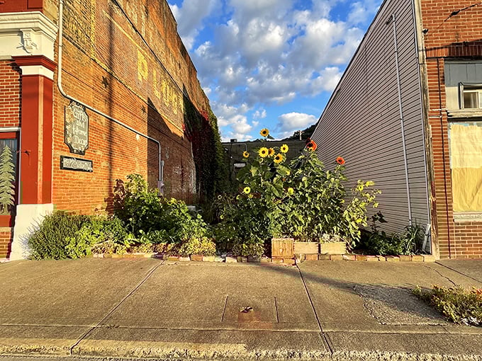 Nature finds a way, even in the narrowest spaces. This pocket garden brings unexpected beauty between brick buildings on Pomeroy's main drag.