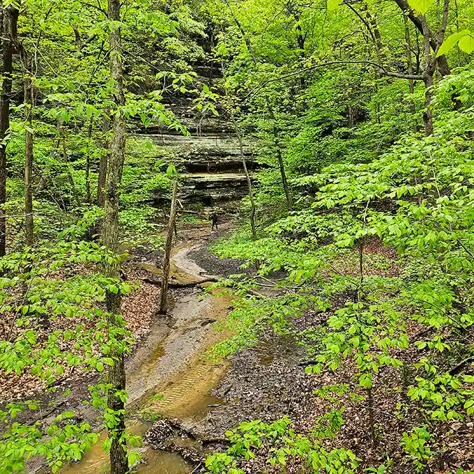 Follow the yellow brick road? No, better – follow this enchanting forest path where every turn promises another postcard-worthy moment.