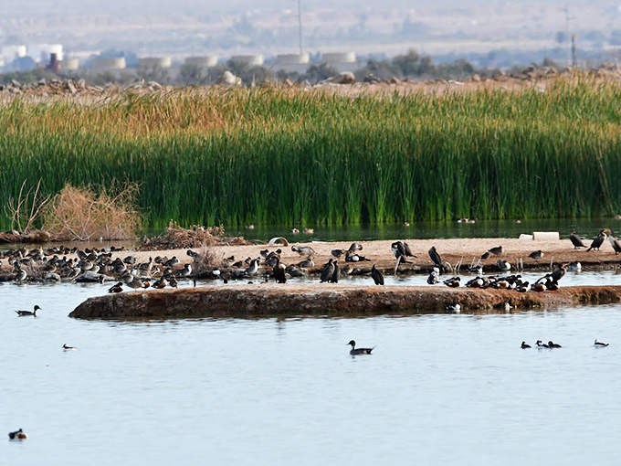 Wetland reeds dance in the breeze while birds gather at the wildlife refuge – Mother Nature's version of a bustling neighborhood block party.
