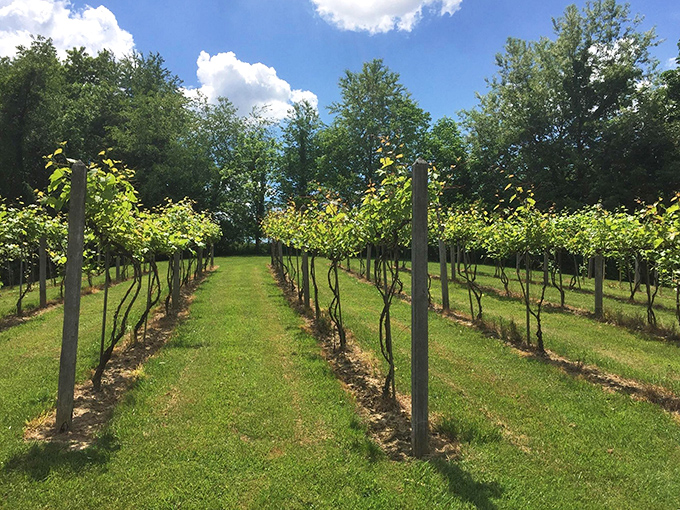Rows of grapevines stretch toward perfection, promising bottles that'll make you forget about Napa Valley.