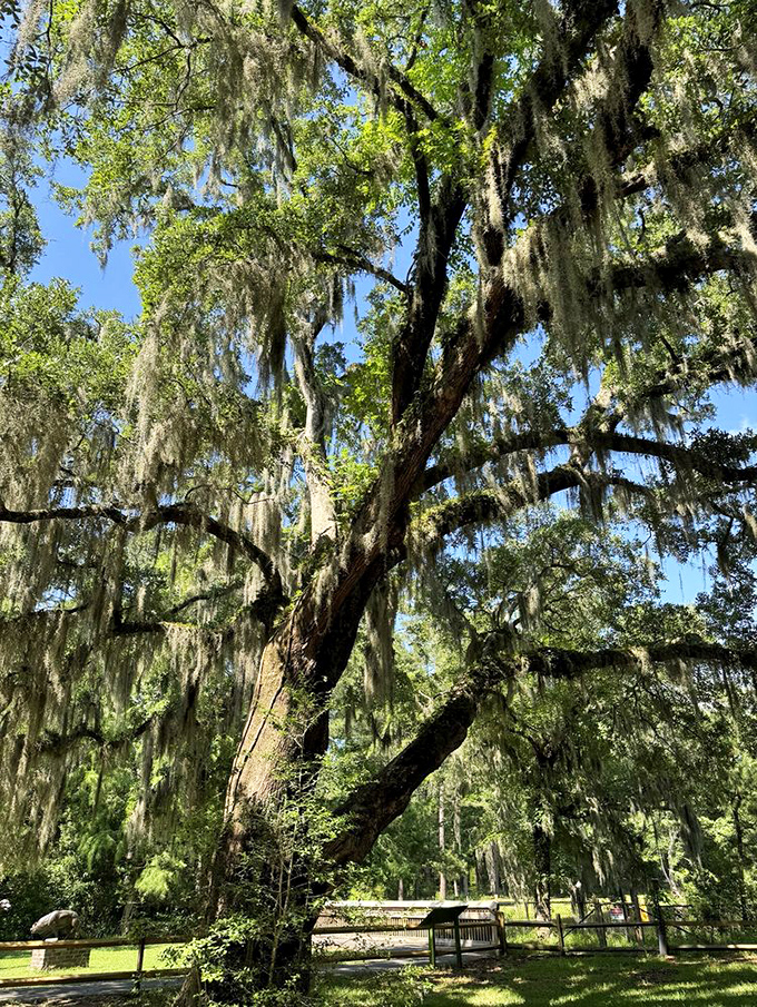 These majestic sentinels have stood witness to centuries of history, their sprawling limbs adorned with nature's own decorative flair.