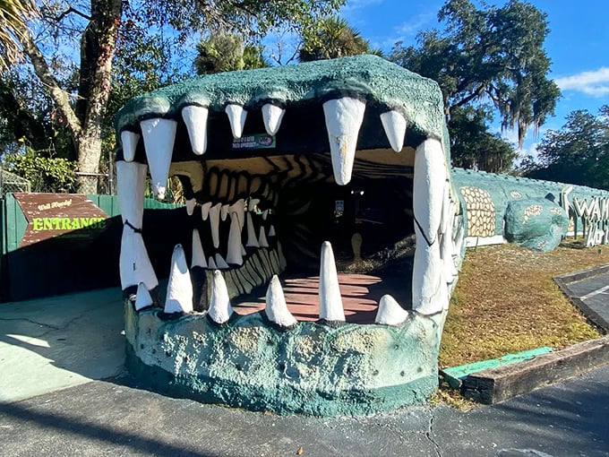 Those pearly whites aren't just for show—they're your gateway to a classic Florida experience that's been charming travelers for generations.