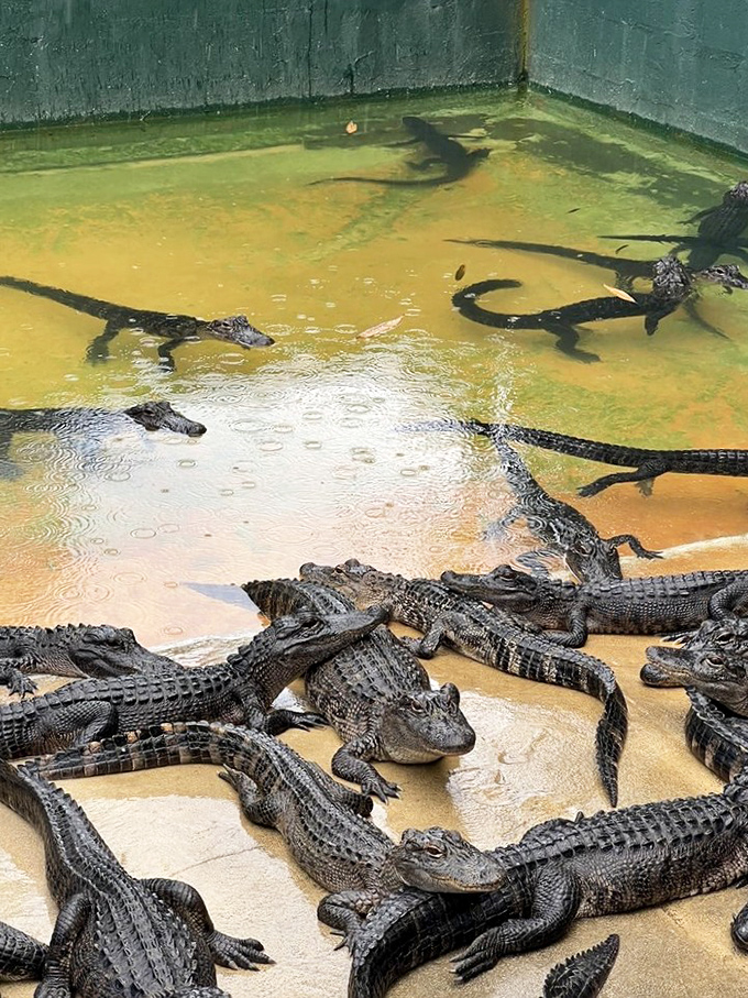 Gator happy hour looks surprisingly orderly until feeding time. Then it's like watching Wall Street traders when someone yells "free donuts!"