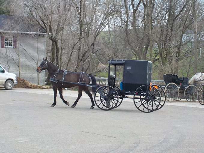 In Charm, traffic jams involve actual horsepower. This traditional Amish buggy isn't just transportation; it's a moving history lesson on wheels.