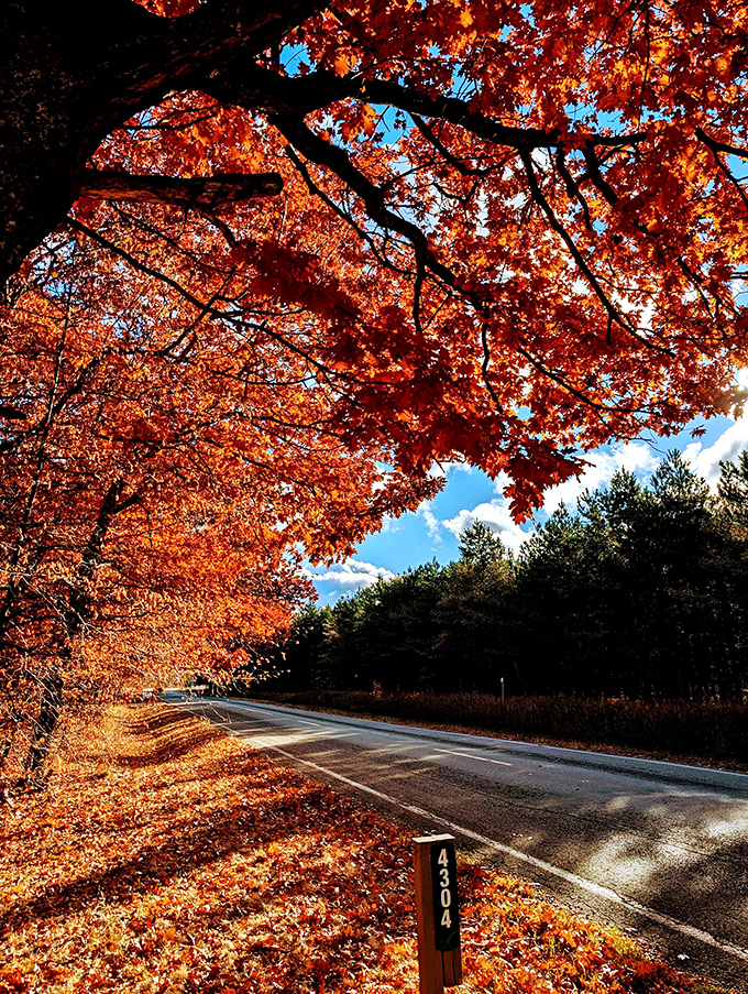 Fall's fiery display transforms the tunnel into nature's fireworks show—no earplugs required, just a sense of wonder.