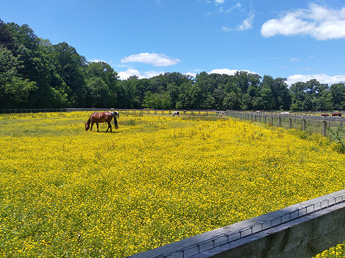 Talk about a room with a view! These lucky horses graze in fields of buttercups, living the equestrian equivalent of beachfront property.
