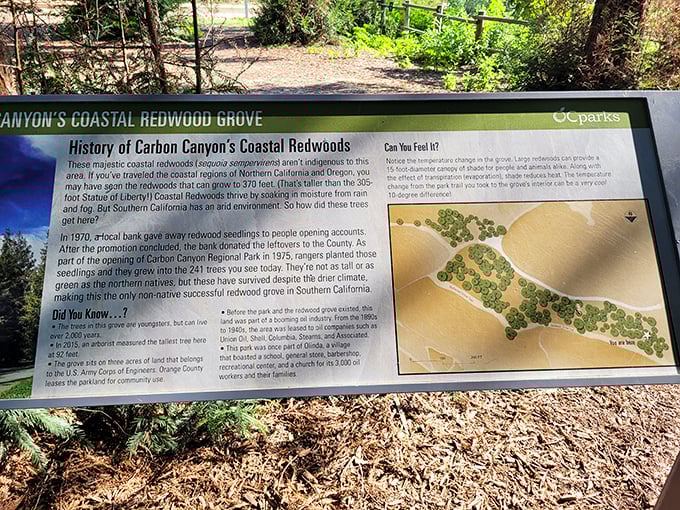 History etched in wood and time. This informative marker reveals how a banking promotion in 1970 accidentally created Southern California's only successful redwood grove.