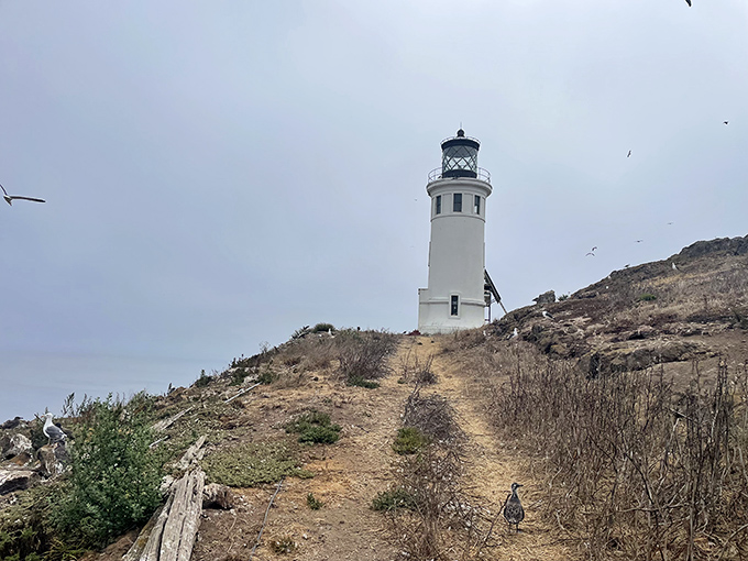 The path beckons like the yellow brick road's rugged cousin, promising lighthouse magic at the journey's end.