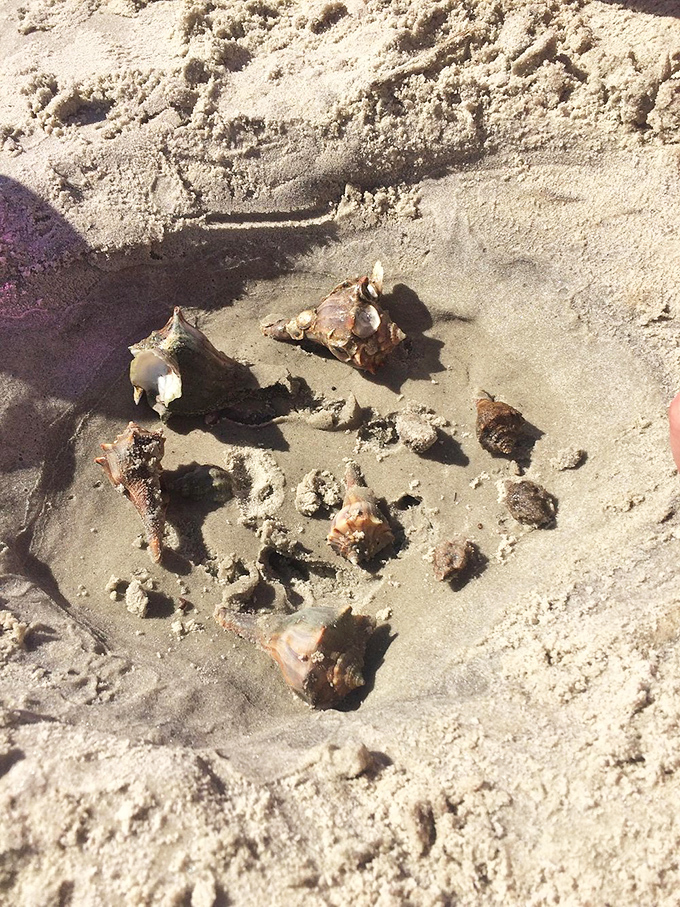 Beachcombing jackpot! These shells tell ocean stories more captivating than anything on your Netflix queue. Nature's treasure hunt never disappoints.