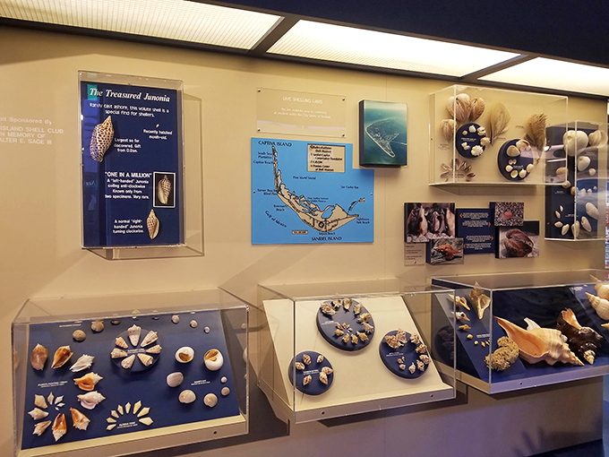 Meticulously arranged shell collections tell stories of ocean evolution, each tiny calcium carbonate home more fascinating than the last.
