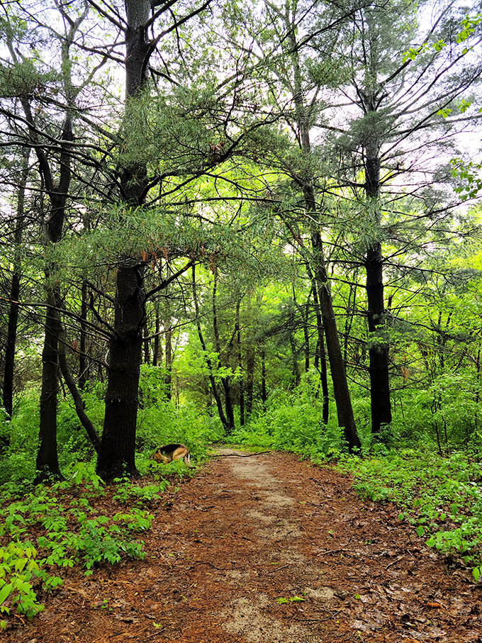 Nature's cathedral where sunlight filters through the canopy like stained glass. This trail practically begs you to leave your phone in your pocket.