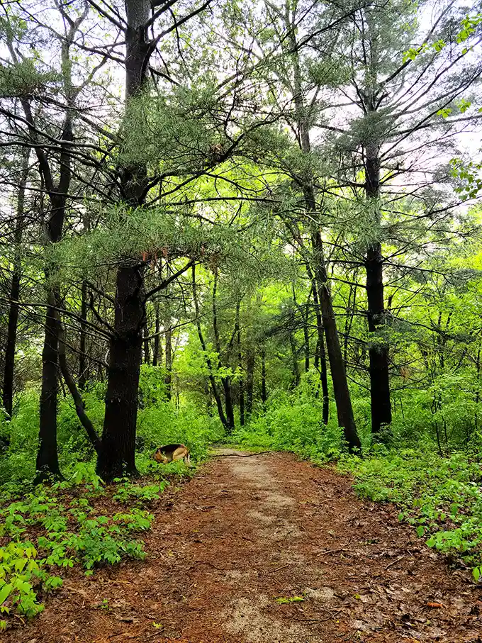 Nature's cathedral where sunlight filters through the canopy like stained glass. This trail practically begs you to leave your phone in your pocket.