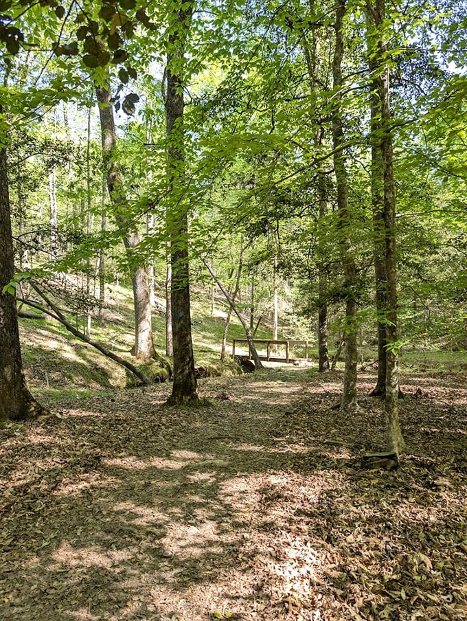 Dappled sunlight plays hide-and-seek on this tranquil forest trail. The only traffic jam you'll encounter involves squirrels and chipmunks.