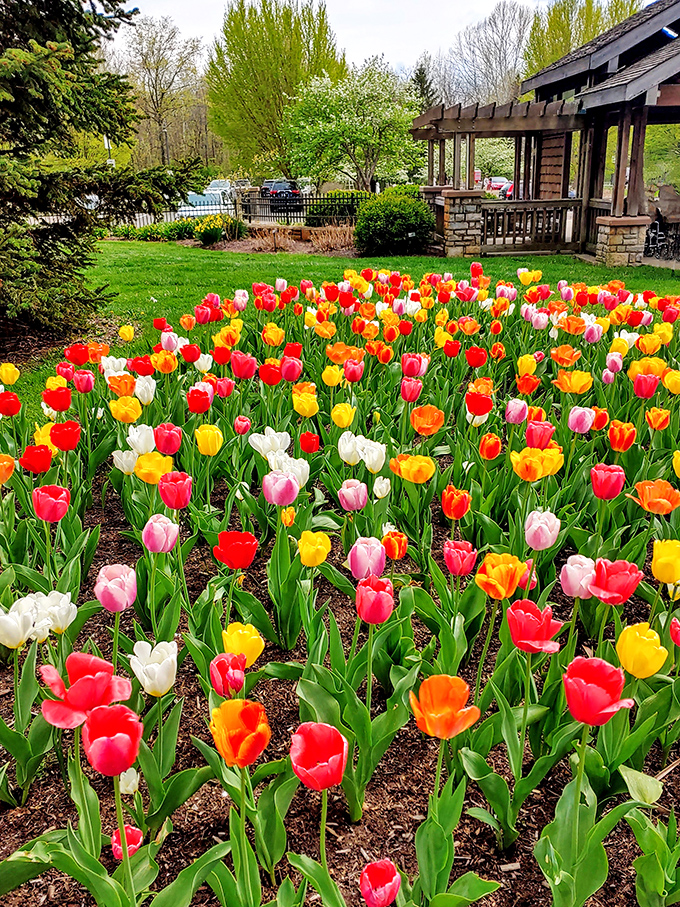 Nature's color palette on full display. These tulips aren't just growing—they're performing, like the botanical equivalent of Broadway in Ohio.