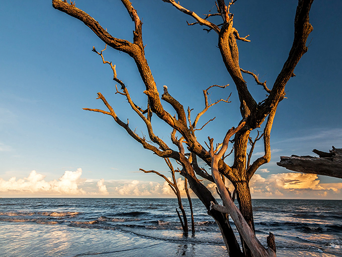 Edisto Beach State Park: Where the ocean meets ancient trees in a dramatic standoff that's been going on longer than most family feuds.
