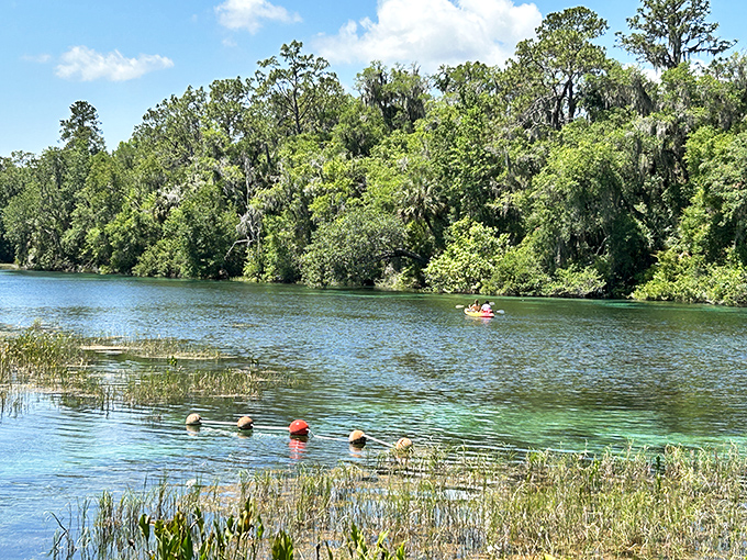 Mother Nature's tea party! Cypress knees poke through Madison Blue Spring's glassy surface like curious guests at a garden soiree.