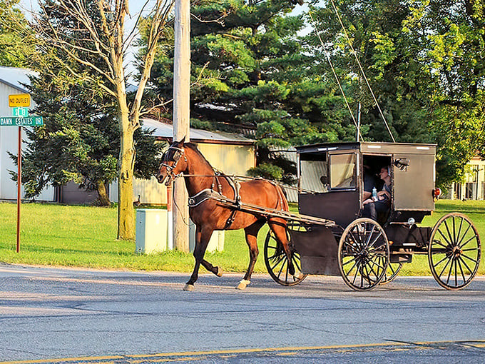 A classic Amish buggy navigates Middlebury's streets—the original eco-friendly transportation that never needs a charging station!