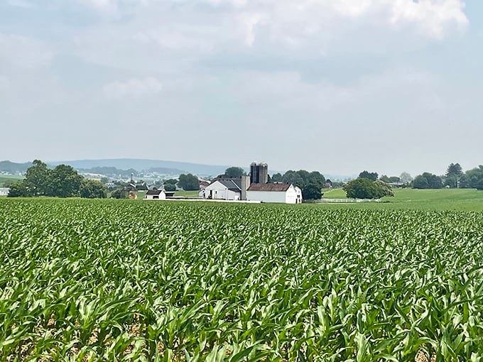 Fields of corn stretch toward distant farmhouses – the original farm-to-table movement has been happening here for generations without the trendy hashtags.