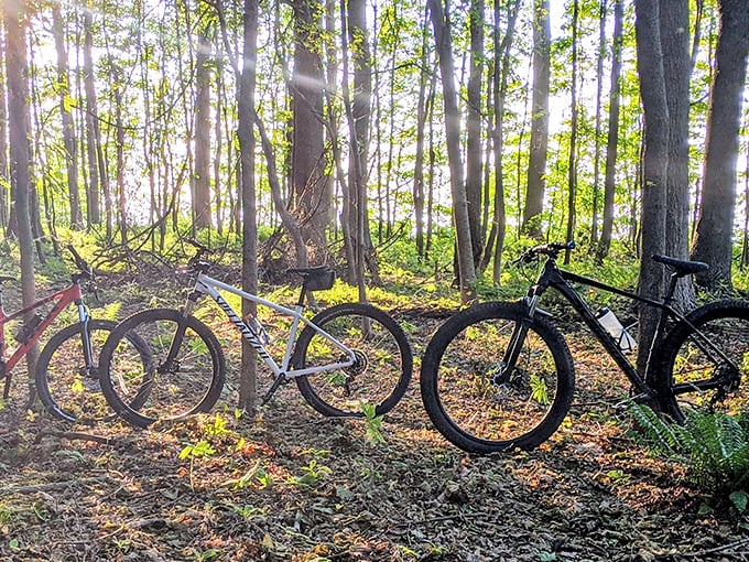 Mountain bikes resting against trees—the universal sign that their riders have found something too beautiful to pedal past. Even the most dedicated cyclists need a moment.
