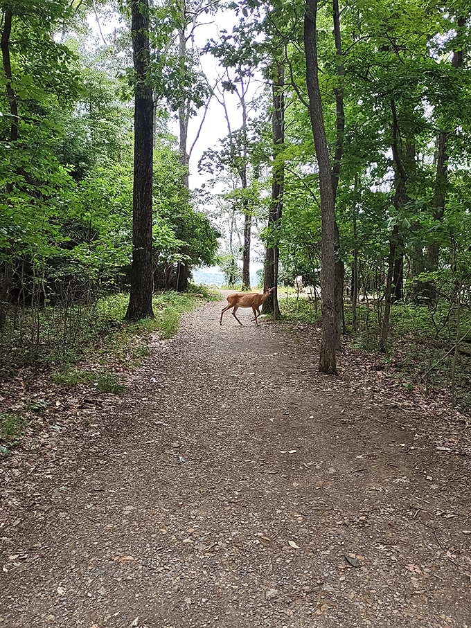 Wilderness commuter caught mid-journey. This deer probably has better work-life balance than most of us—no email checking in these woods.