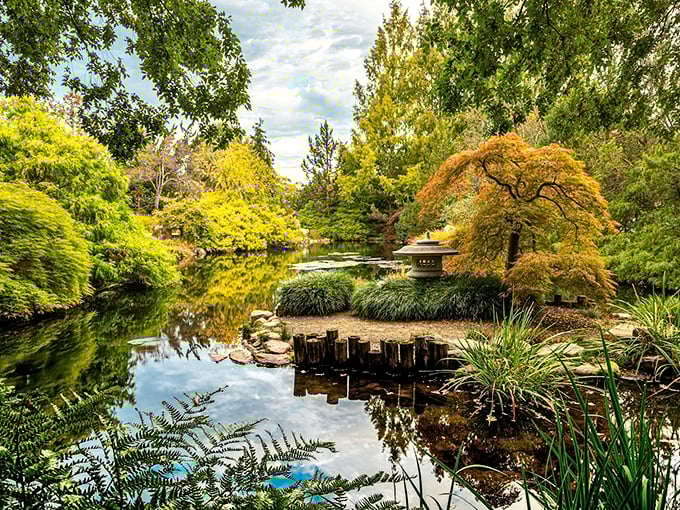 Fall's golden palette transforms the Asian Valley into a meditation on color, where Japanese maples and carefully placed stones create perfect harmony.