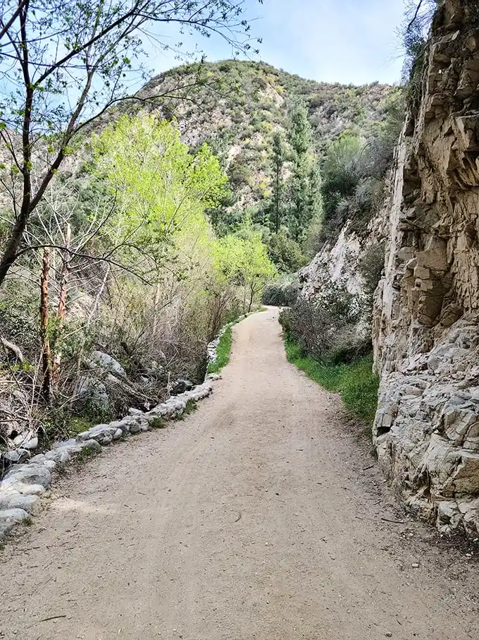 Nature's hallway – this stretch of Trail Canyon trail offers shade and scenery in equal measure.