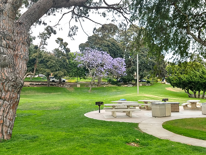 Valley Park's jacaranda trees create nature's purple canopy—a shady respite where locals debate important issues like "best taco in town."