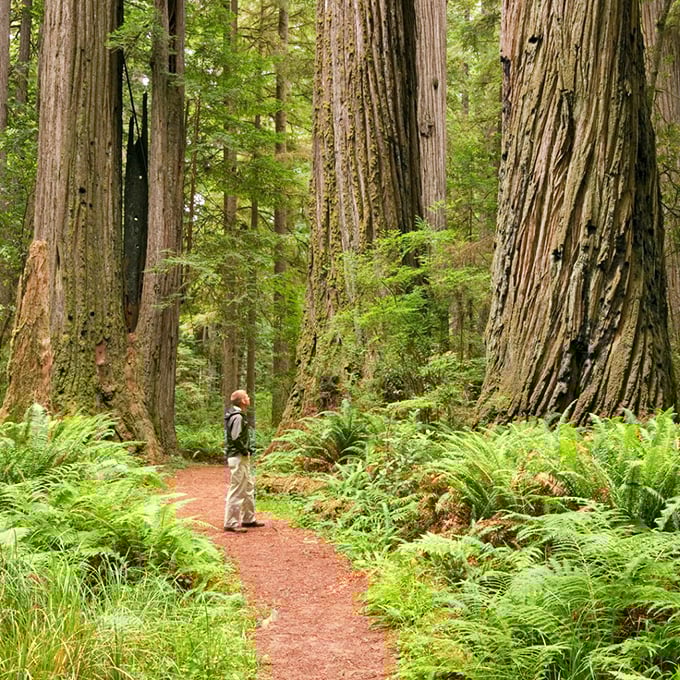 "Honey, I shrunk the humans!" Standing beside these giants provides instant perspective on your place in the universe—humblingly small.
