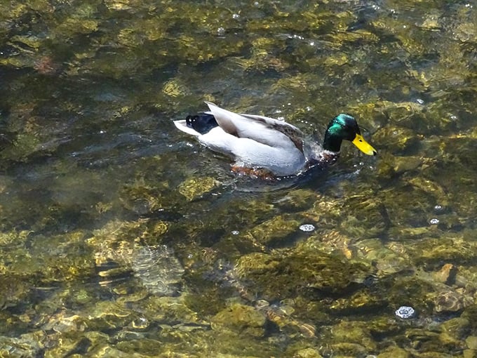 Excuse me, I live here. The local wildlife treats Hayden Run like their personal spa—no reservations required, always VIP service.