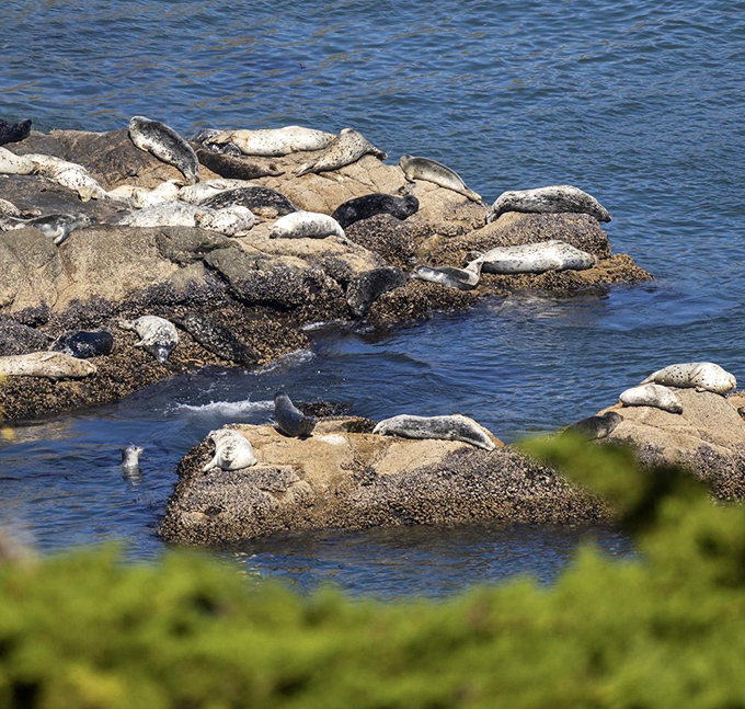 Nature's laziest sunbathers have claimed prime coastal real estate. These seals have mastered the art of doing absolutely nothing with complete confidence.