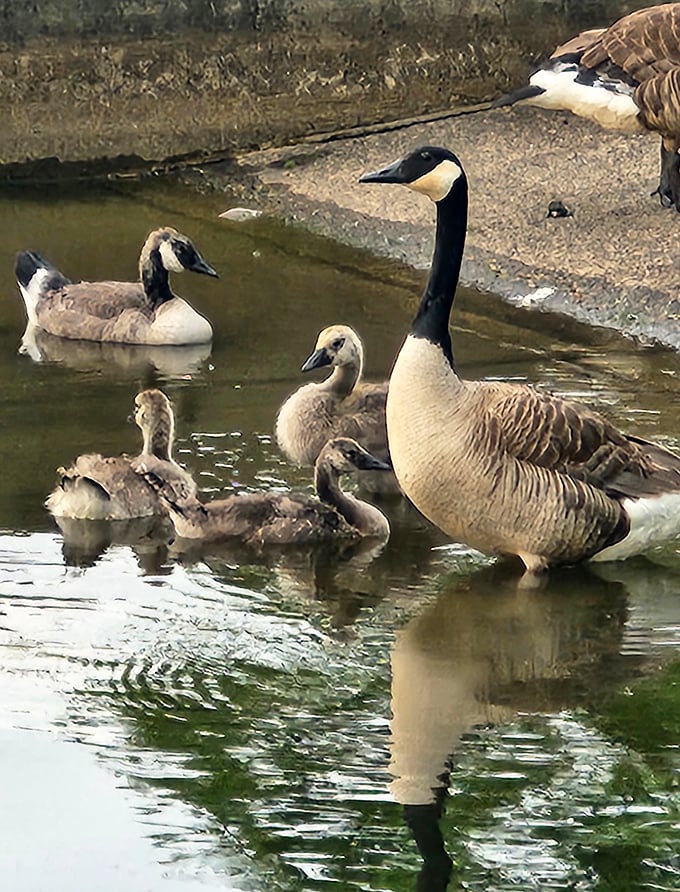 The Canada goose family outing—where Mom and Dad still can't get the kids to pose properly for the holiday card photo.
