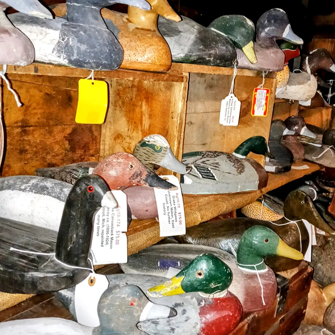 A flotilla of vintage duck decoys that would make any collector quack with delight. Each one carries the patina of hunting trips past.