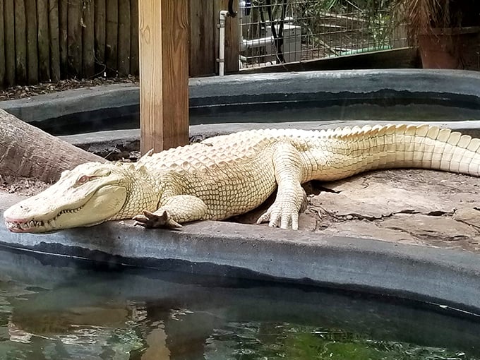 Prehistoric elegance in alabaster. This rare albino alligator lounges regally by the water, its pearl-white skin a stunning genetic anomaly.