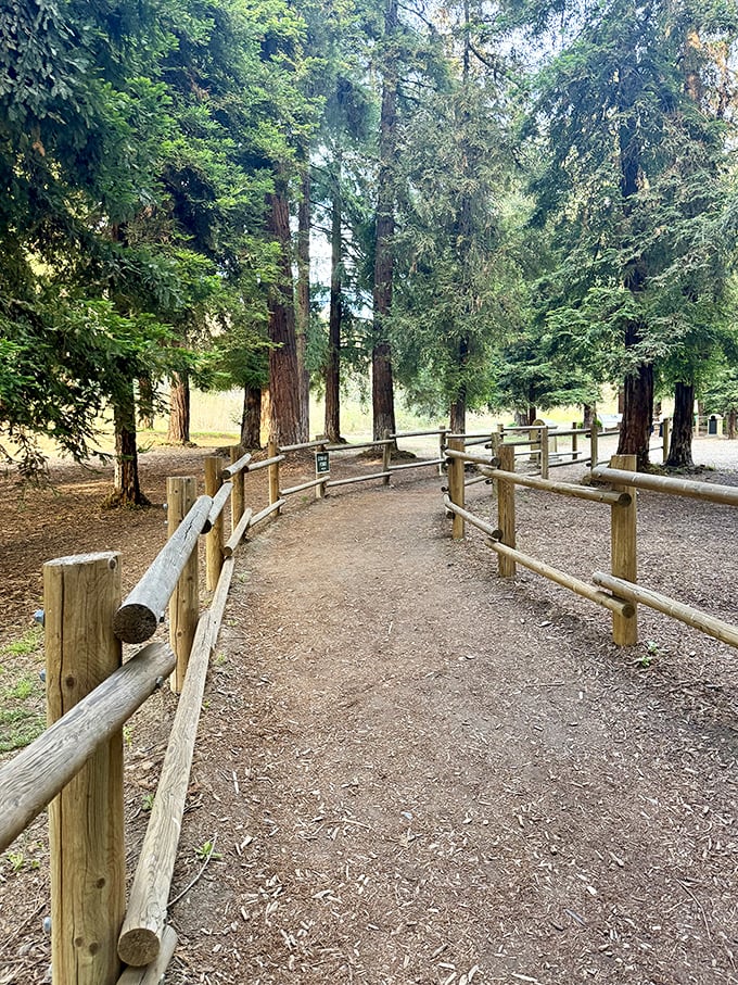 The rustic fence guides you through this botanical anomaly. In the distance, giants await – no CGI required for this real-life fantasy setting.