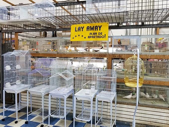 Bird paradise! The "Lay Away" sign feels ironic here—once you see these feathered friends, you'll want to take one home immediately.