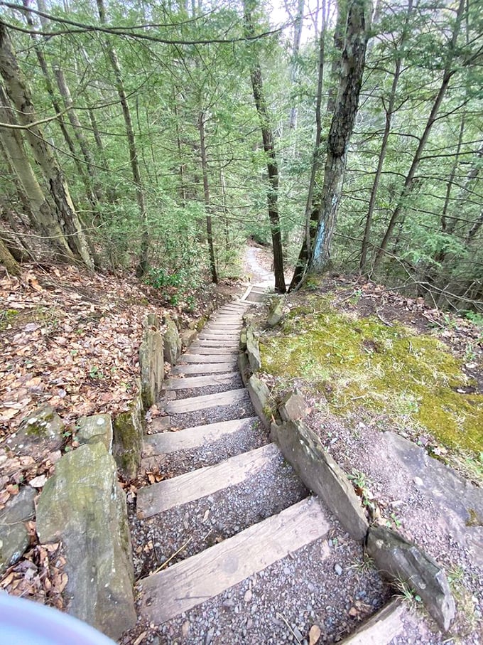 These rustic wooden steps don't just lead you through the forest—they're taking you on a journey 12,000 years in the making.