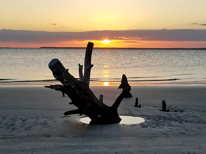 Sunset transforms driftwood into silhouettes worthy of a museum installation. Talk about dinner with a view—even without the dinner!