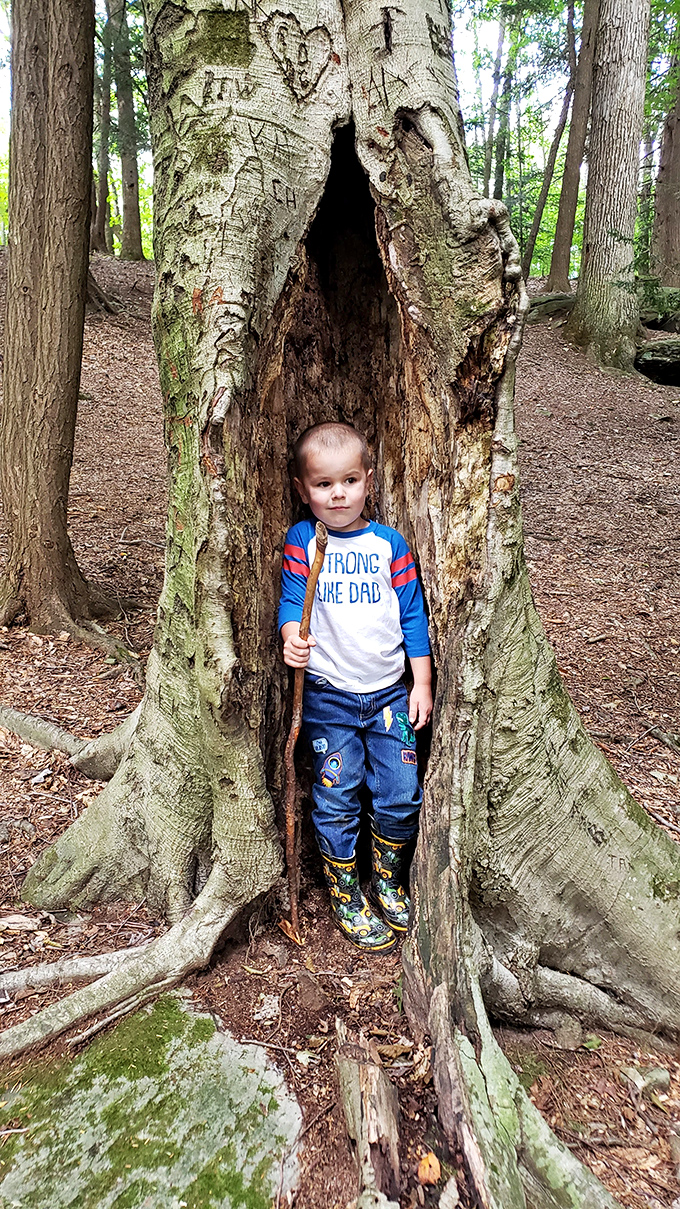 Nature's perfect hiding spot. This hollow tree practically screams "fairy home" or "where woodland creatures hold their secret meetings."