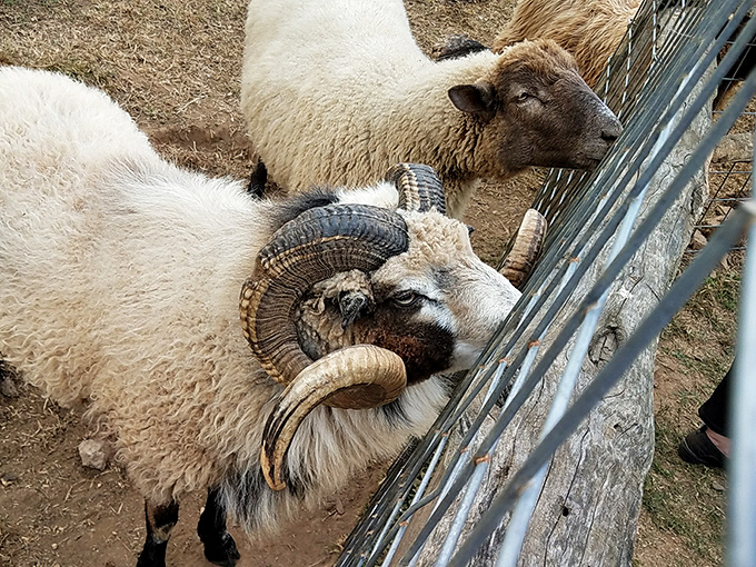 These horned Boreray sheep aren't judging your outfit choices, but they're definitely contemplating your offering of feed pellets.