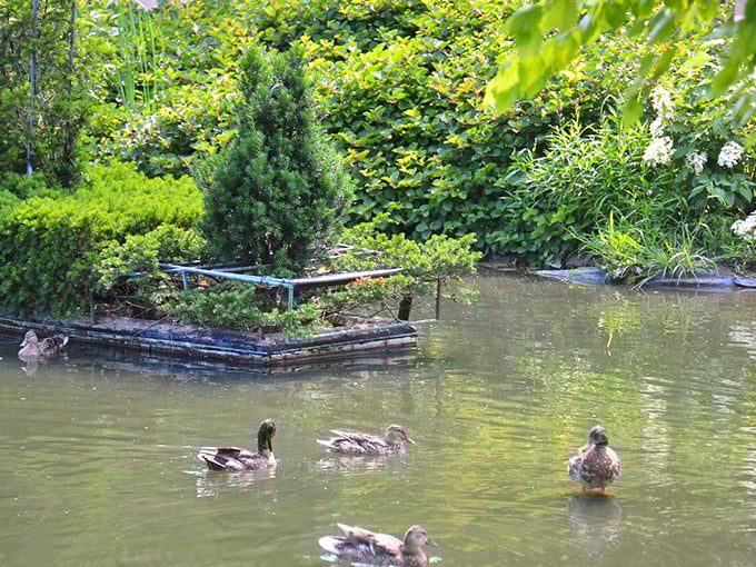 "Excuse me, did anyone order the duck boats?" Local waterfowl add their own unscripted charm to this already magical landscape.
