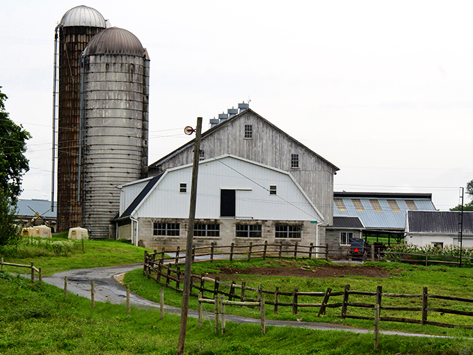 Classic white barns with twin silos punctuate the landscape – architectural icons that have become as symbolically American as apple pie itself.