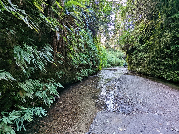 Fern Canyon's walls drip with prehistoric greenery that dinosaurs would recognize. Spielberg didn't need CGI when filming here—nature handled the special effects.