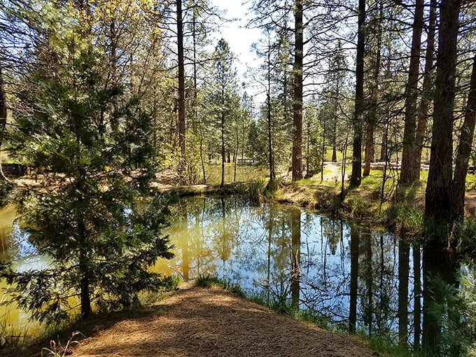 Mother Nature doesn't need Instagram filters here. Georgetown's serene ponds reflect towering pines in water so clear you'd think it was digital.