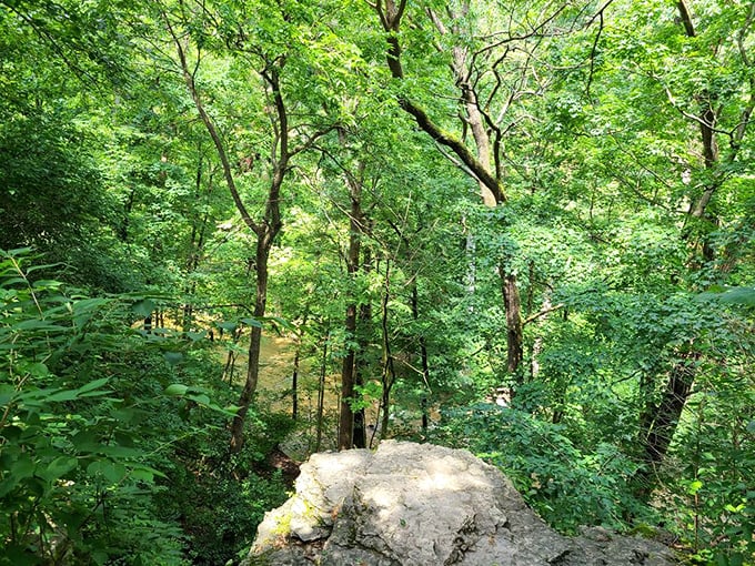 Cathedral-like canopy where sunlight plays hide-and-seek through leaves, creating nature's stained glass windows in this pocket wilderness.