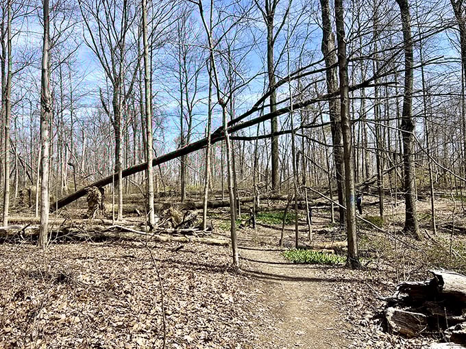 Nature's obstacle course – fallen trees and winding paths create a hiking experience that feels delightfully unmanicured yet perfectly accessible.